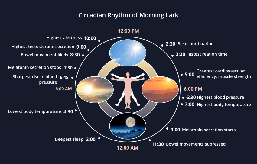Everything You Need To Know About The Circadian Rhythm Diet - Ozzie ...