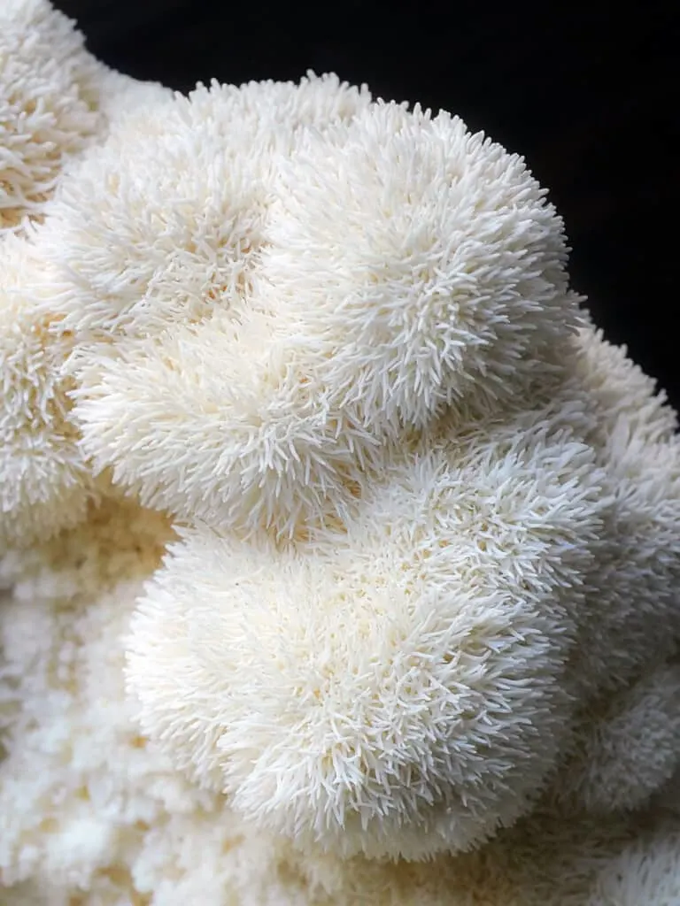 The Health Benefits of Lion's Mane - Ozzie Small